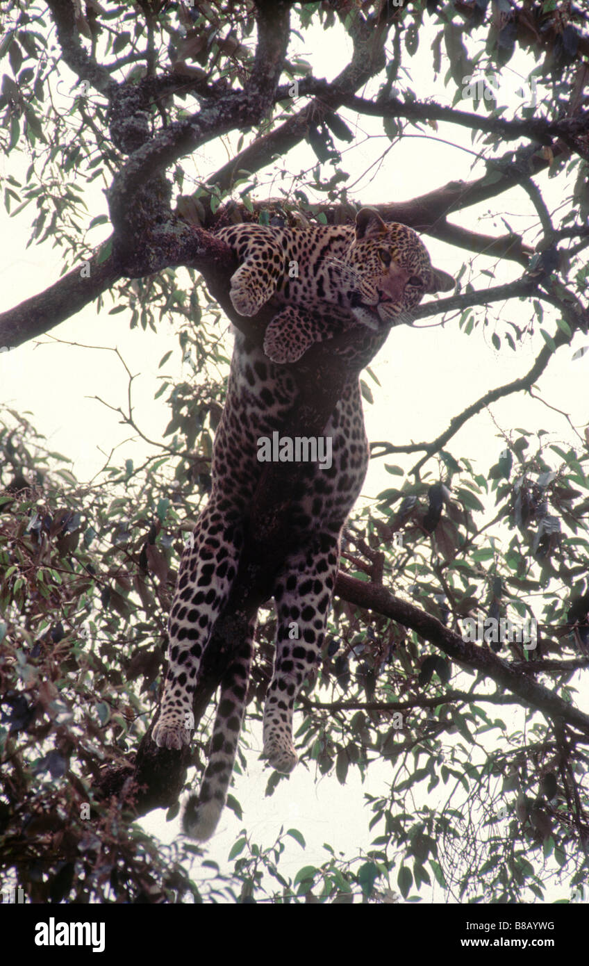 Leopard hanging hi-res stock photography and images - Alamy