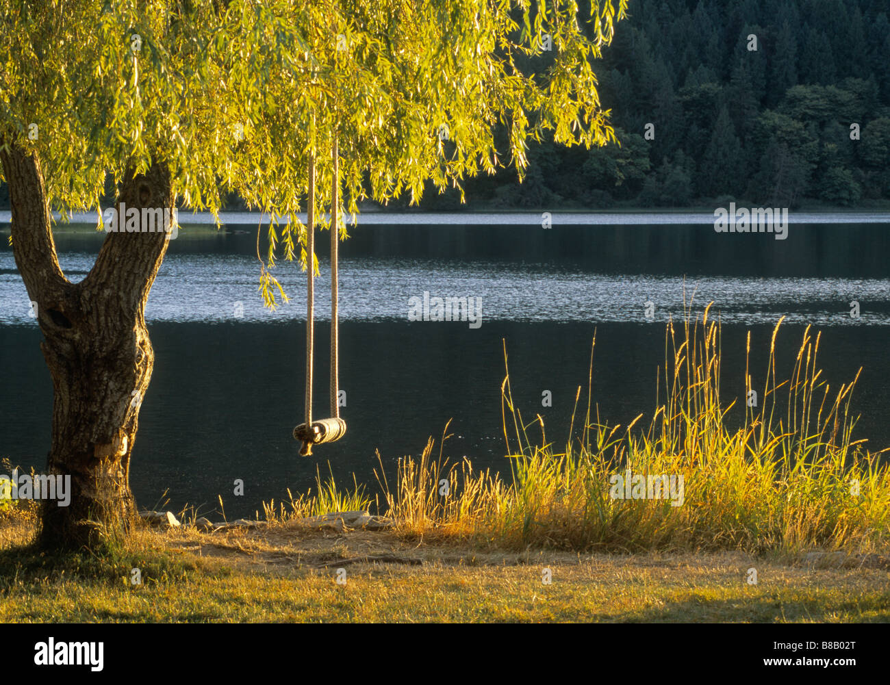 FV3584, Natural Moments Photography; Swing Hanging From Tree Stock ...