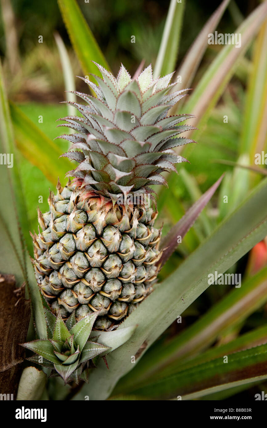 Pineapple on the plant Stock Photo - Alamy