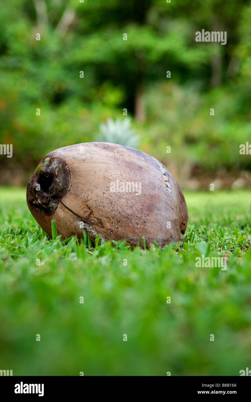 A coconut fallen on the grass Stock Photo - Alamy