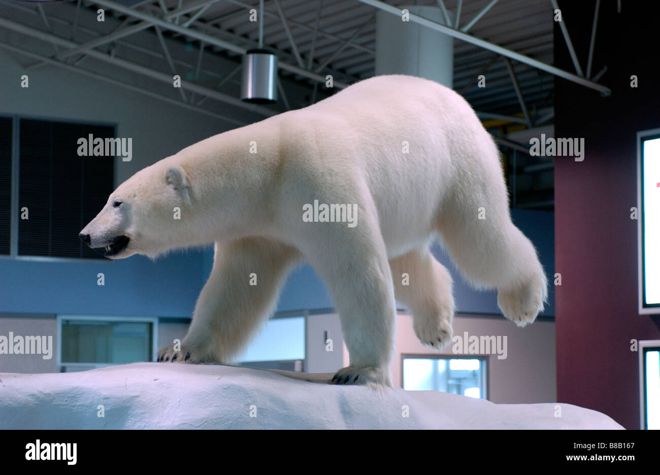 Polar Bear Yellowknife Airport Stock Photo - Alamy