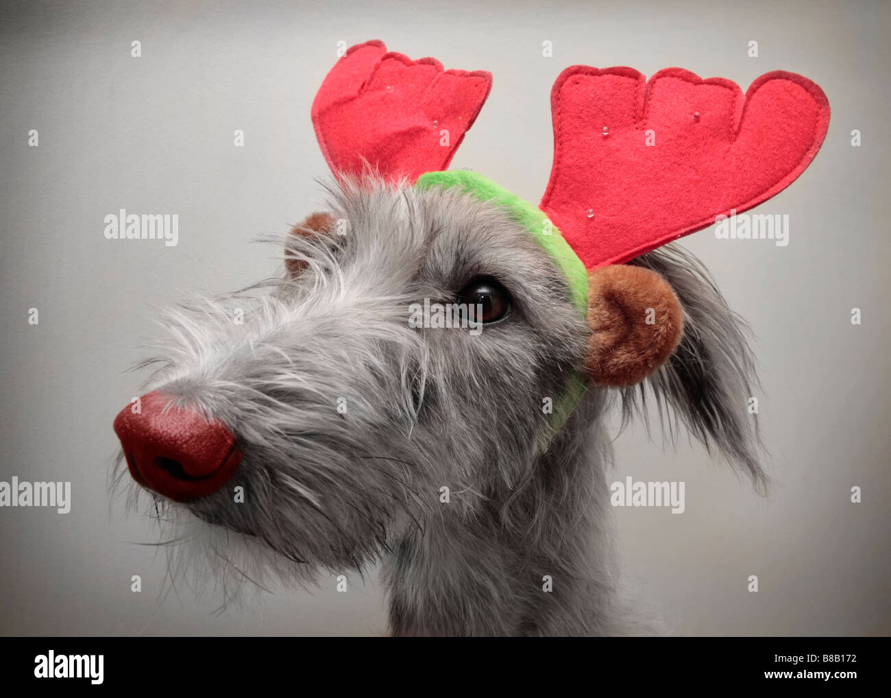 Scruffy dog hi-res stock photography and images - Alamy