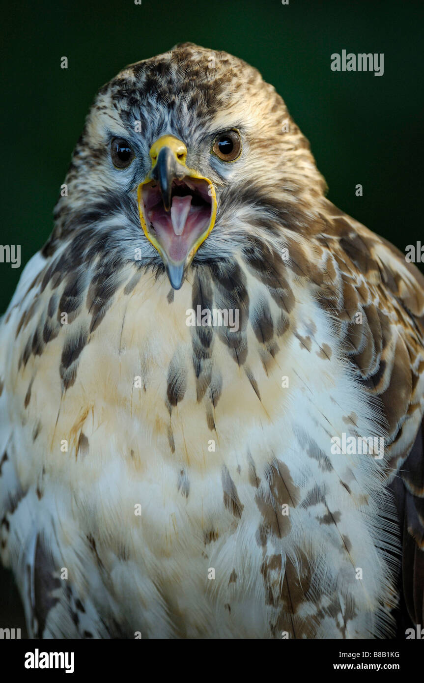Buzzard portrait format hi-res stock photography and images - Alamy