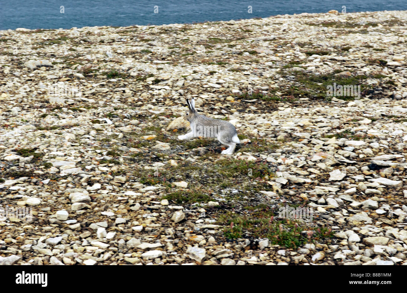 Arctic hare running hi-res stock photography and images - Alamy