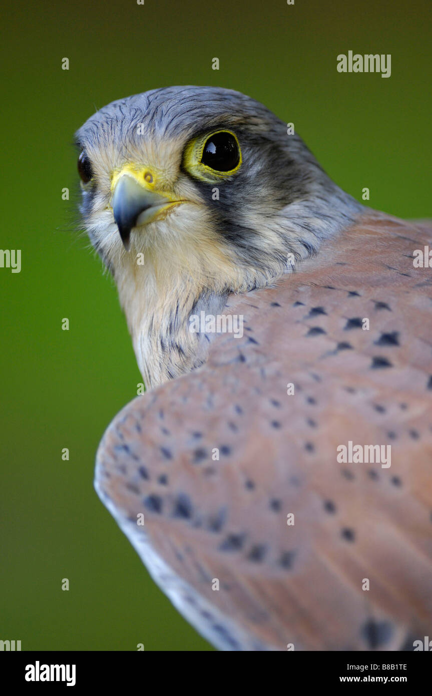 Kestle hi-res stock photography and images - Alamy