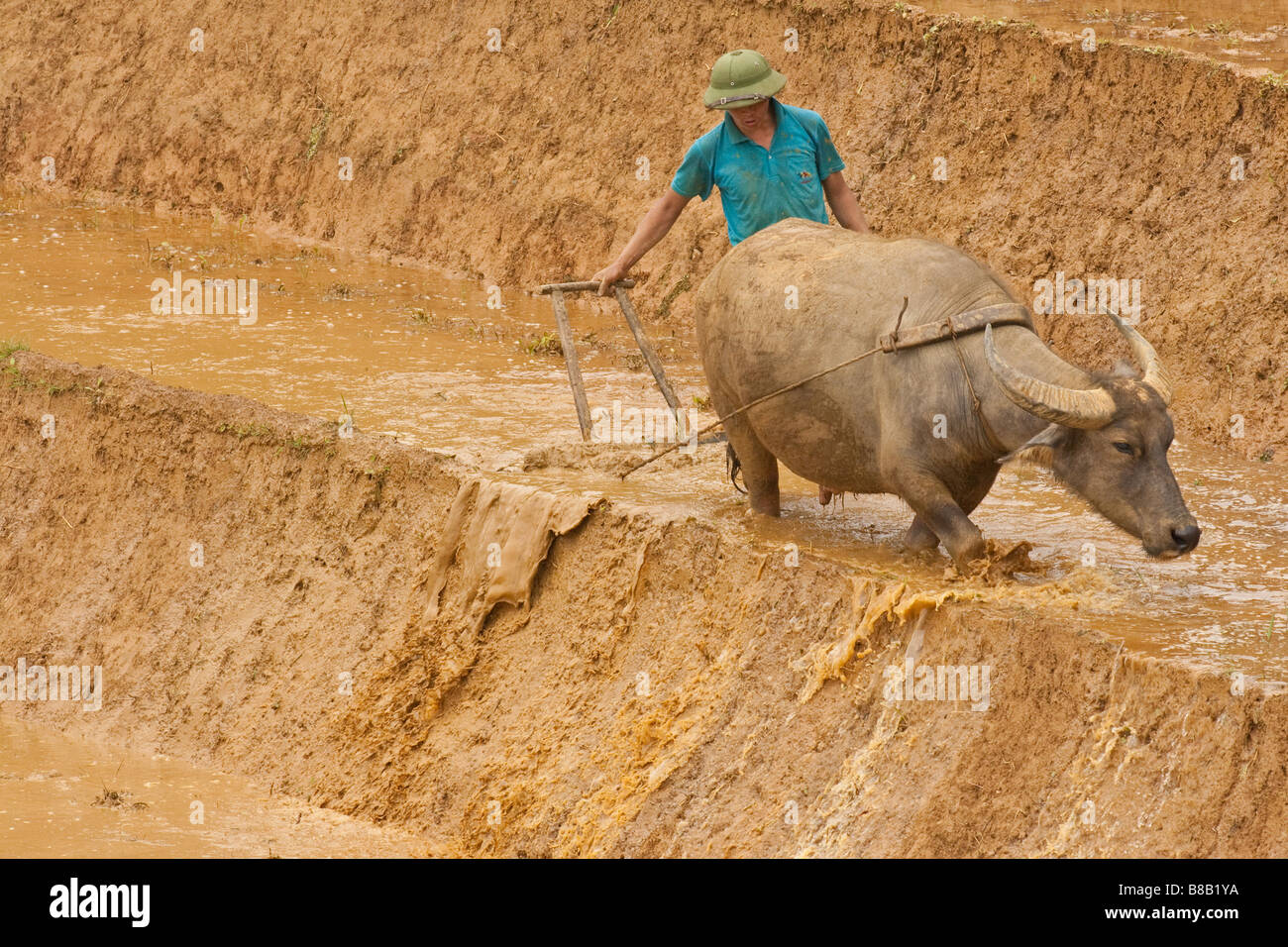 Traditional Vietnam and uncultivated rice terraces with buffalo and man ...