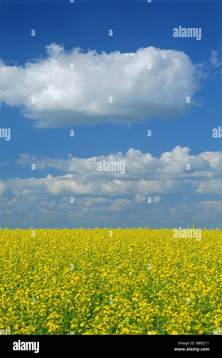 Treherne hi-res stock photography and images - Alamy