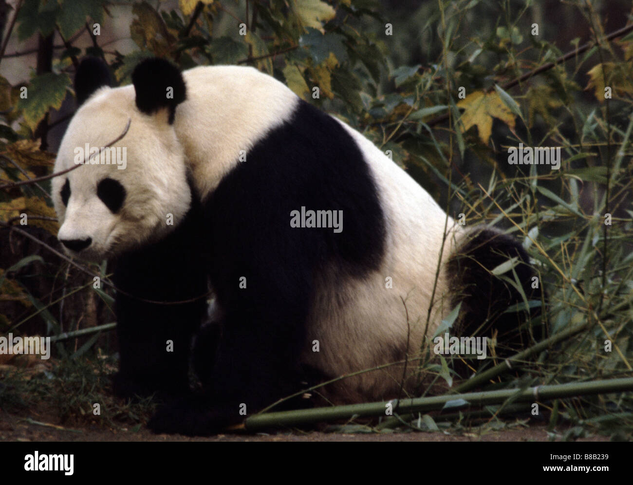 Giant Panda, Ailuropoda melanoleuca Stock Photo - Alamy