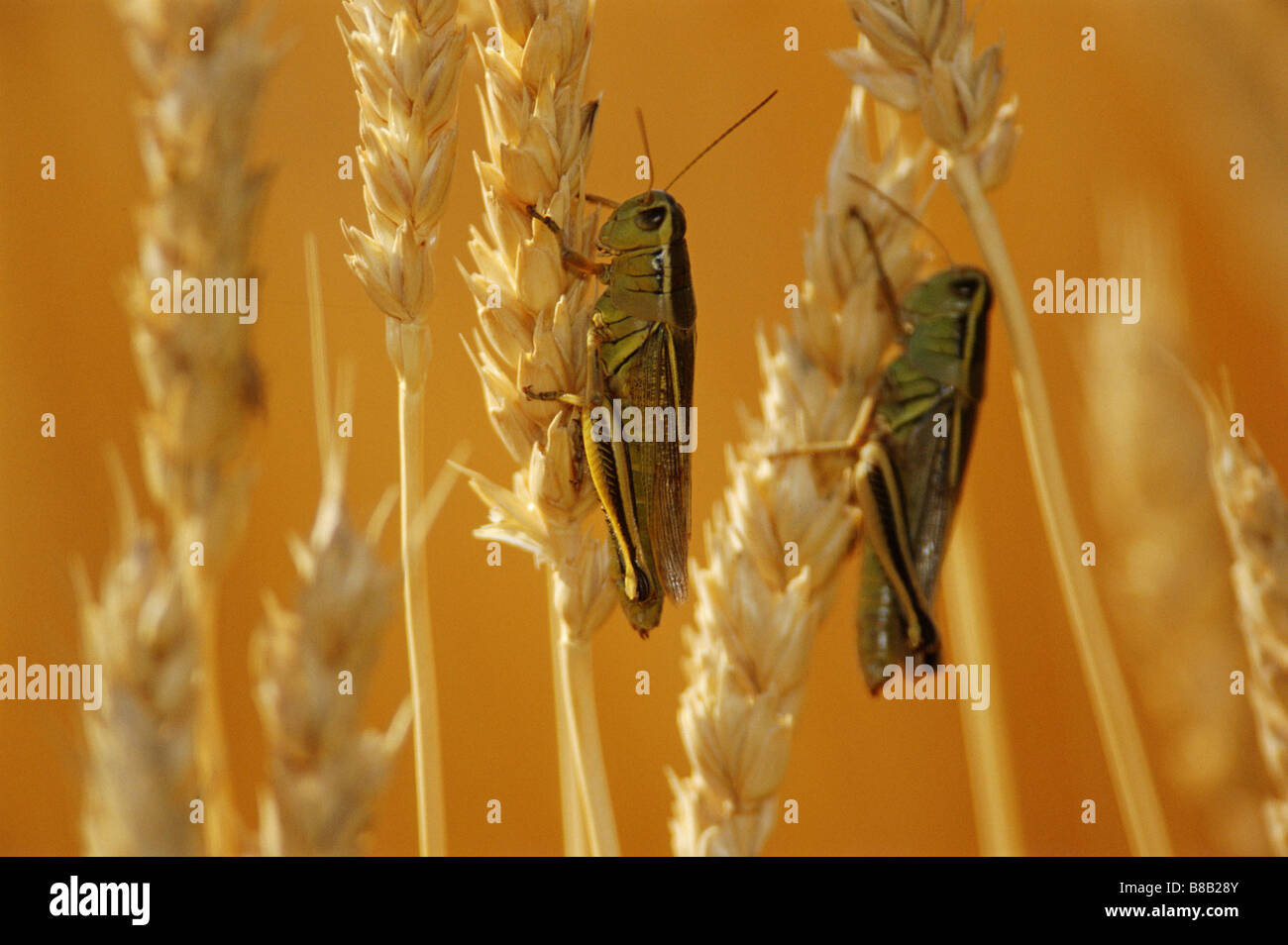 Treherne hi-res stock photography and images - Alamy