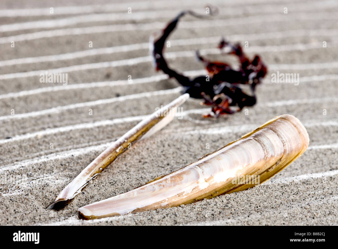 Shell of the atlantic jackknife on hi-res stock photography and images ...