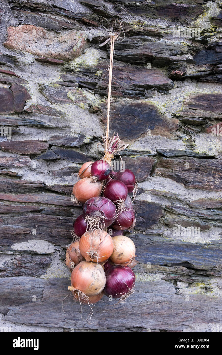 String of onions hi-res stock photography and images - Alamy