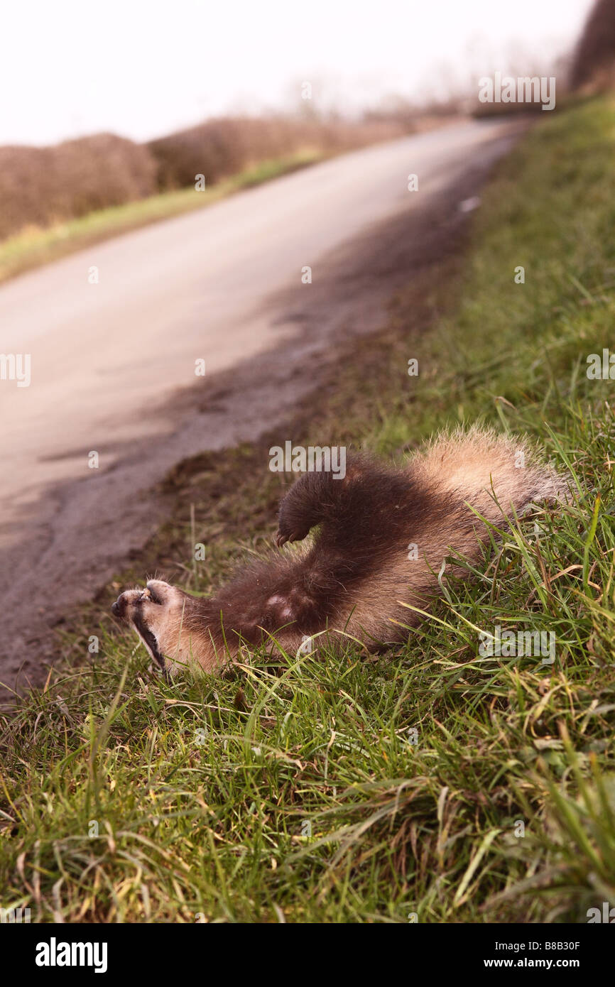 Badger road kill hi-res stock photography and images - Alamy