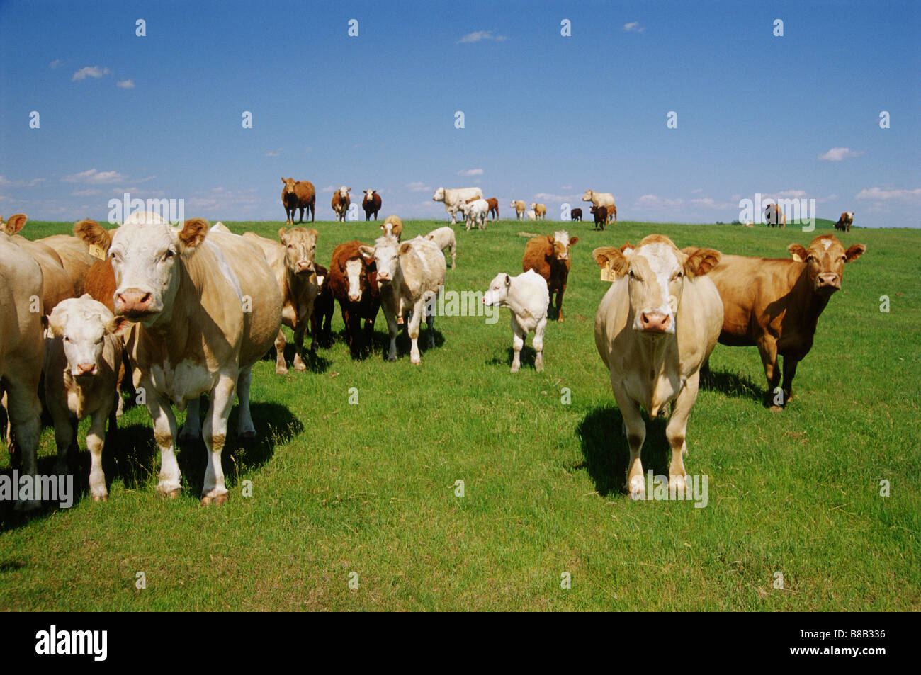 Texas country style austin hi-res stock photography and images - Alamy