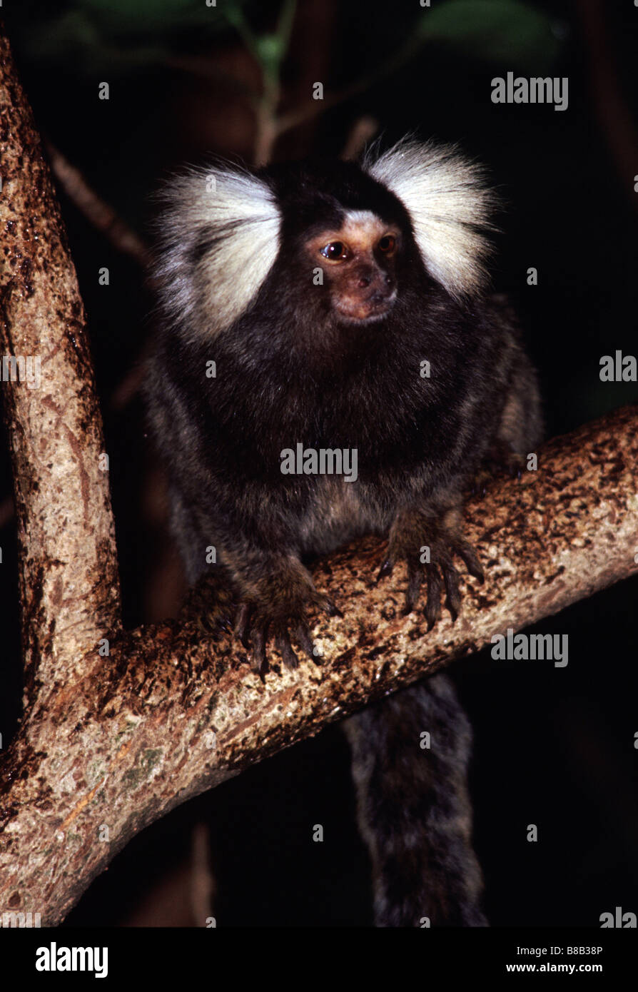 Callithrix jacchus, Common marmoset Stock Photo - Alamy
