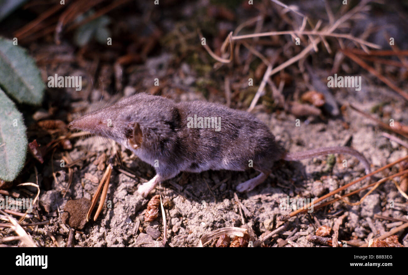 Insectivora hi-res stock photography and images - Alamy