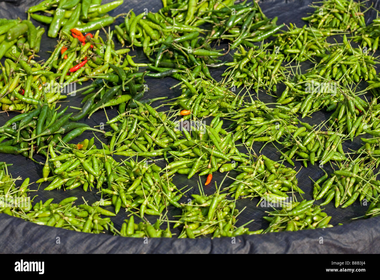 Green chillies on sale in Mandalay, Myanmar (Burma Stock Photo - Alamy