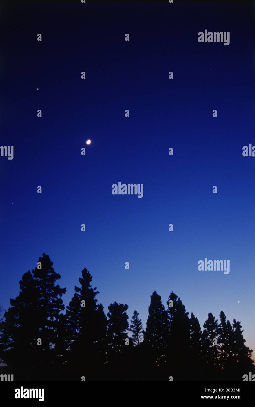 Spruce Trees Planets Night Sky, Birds Hill Provincial Park, Manitoba ...