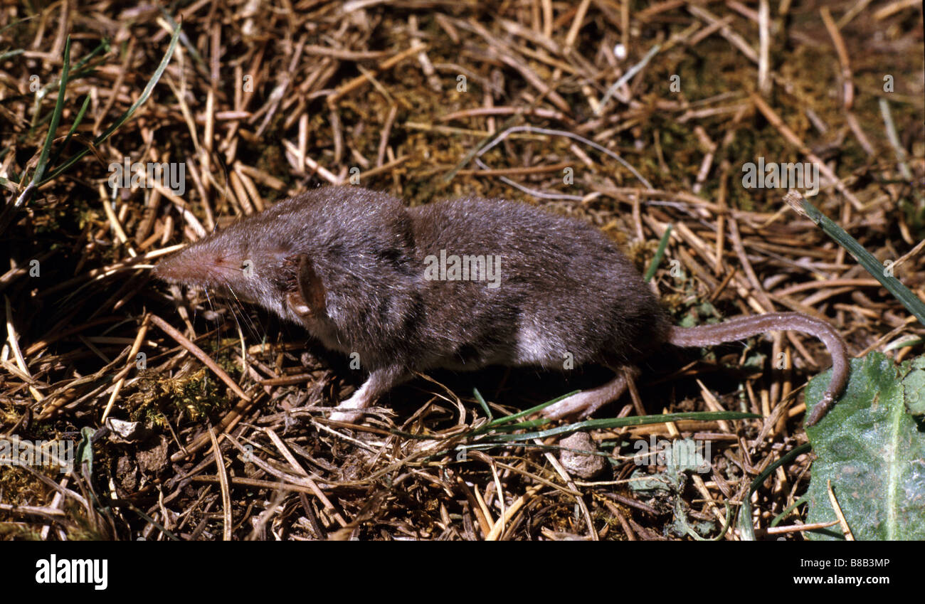 Bicolored shrew crocidura leucodon hi-res stock photography and images ...
