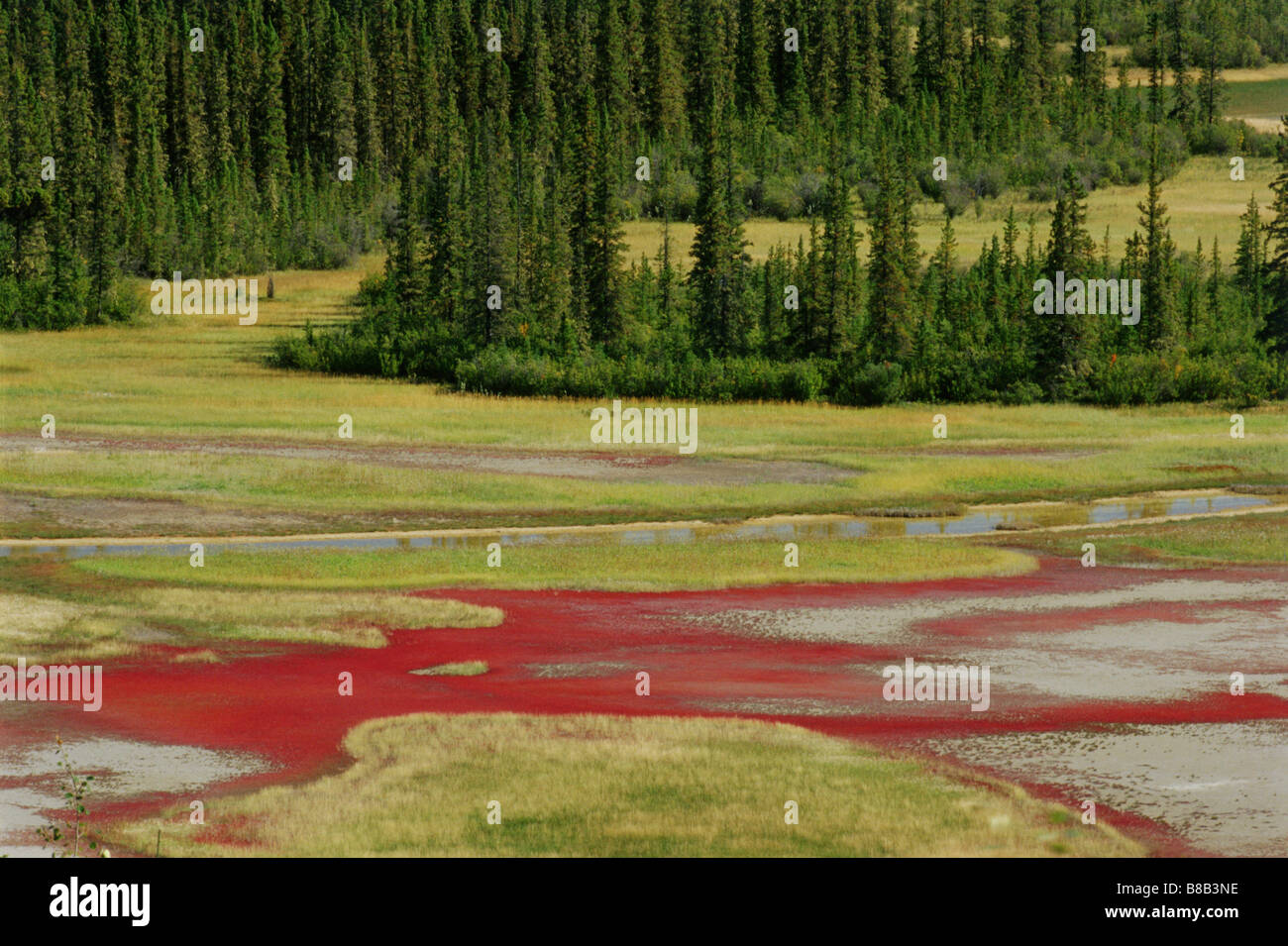 Wood Buffalo National Park Salt Plains High Resolution Stock ...