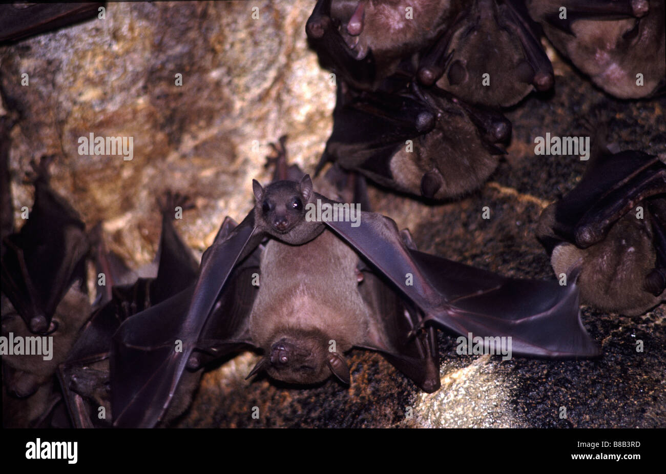 Pteropus vampyrus, Large Flying-fox Stock Photo - Alamy