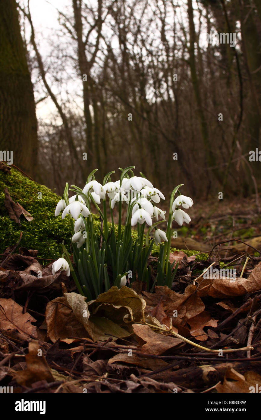 snowdrops galanthus nivalis growing in springtime in a woodland glade ...