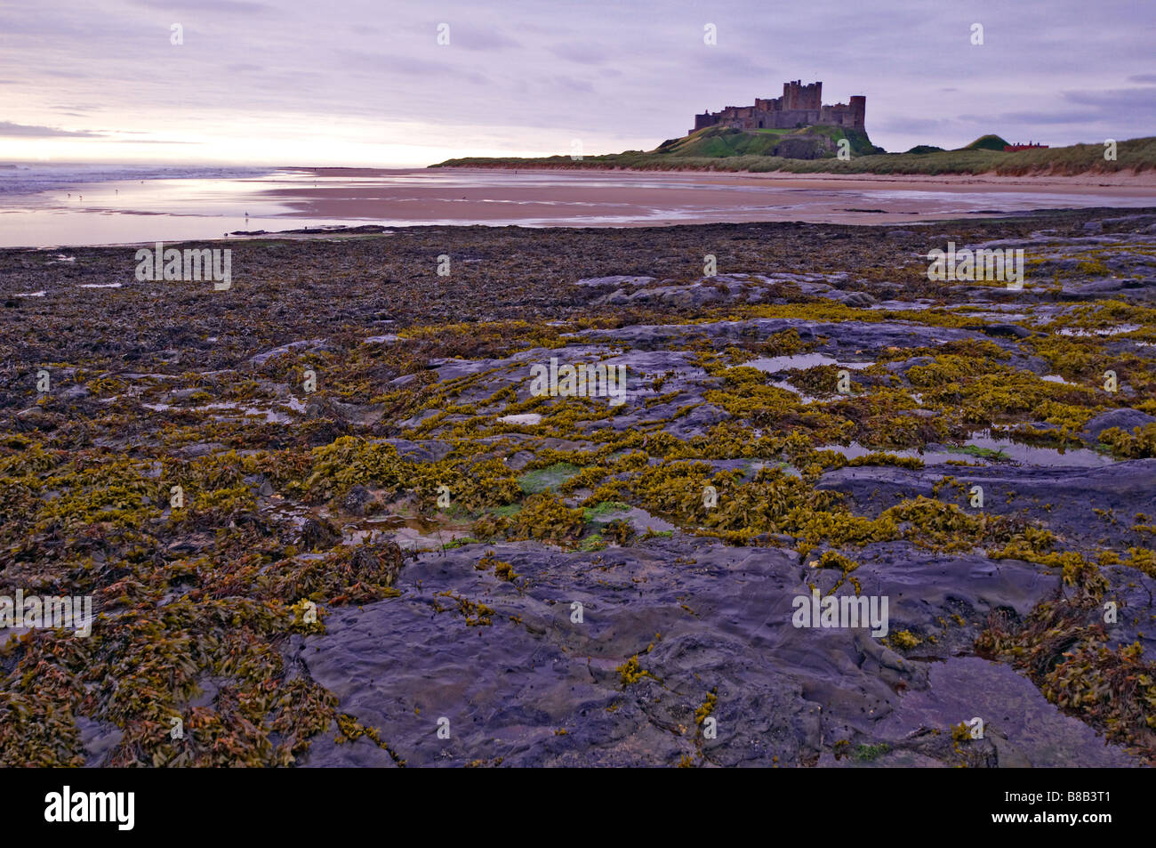 Bamburgh Castle in the early morning with low tide exposing the rocks ...