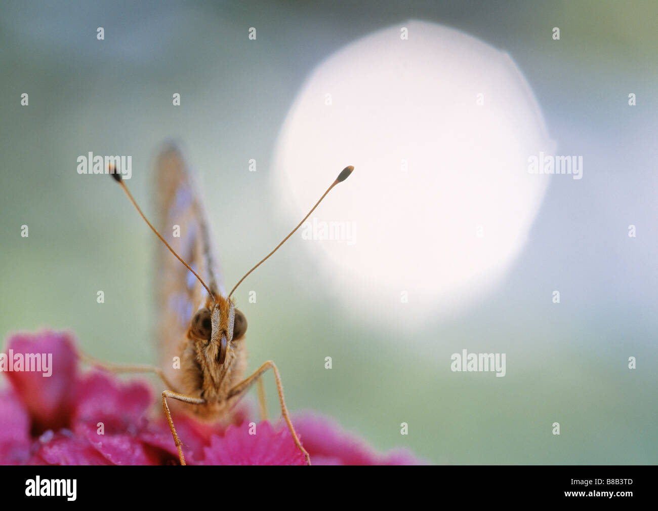 Coronis hi-res stock photography and images - Alamy