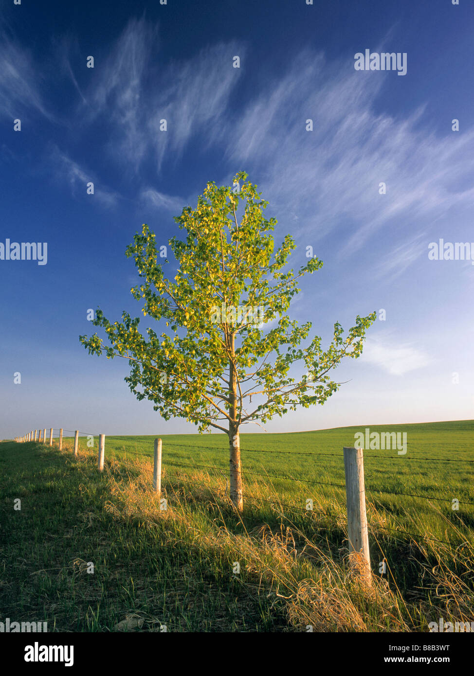 Dogpound Stock Photos & Dogpound Stock Images - Alamy