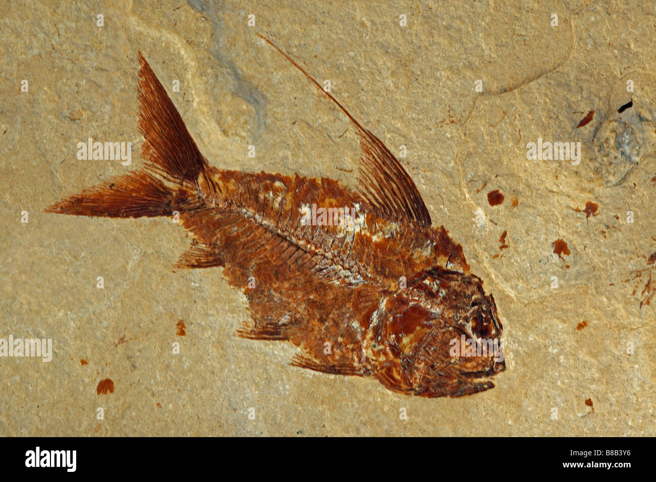 Fossil Fish (Nematonotus longispinus) Cretaceous Lebanon Stock Photo ...