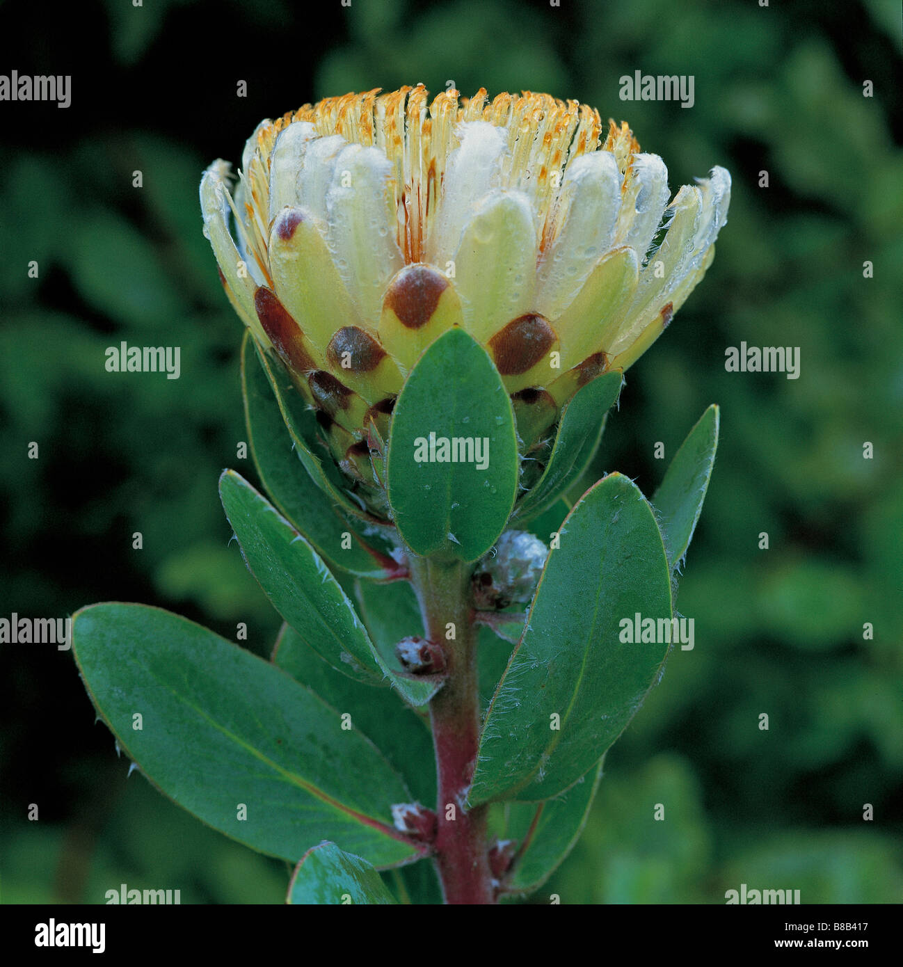 Protea aurea hi-res stock photography and images - Alamy