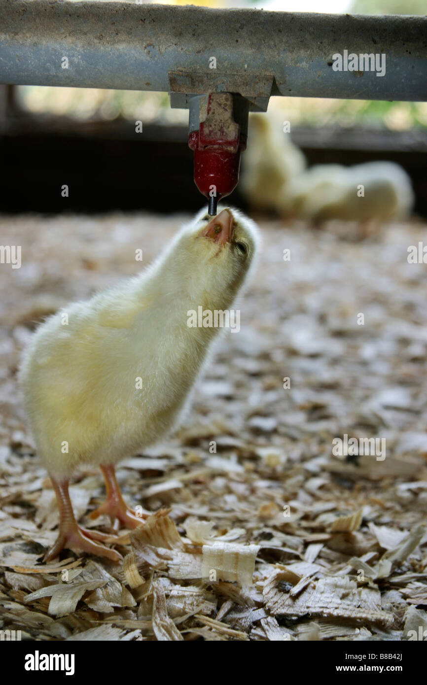 Chick Drinking Chicken Barn Stock Photo - Alamy
