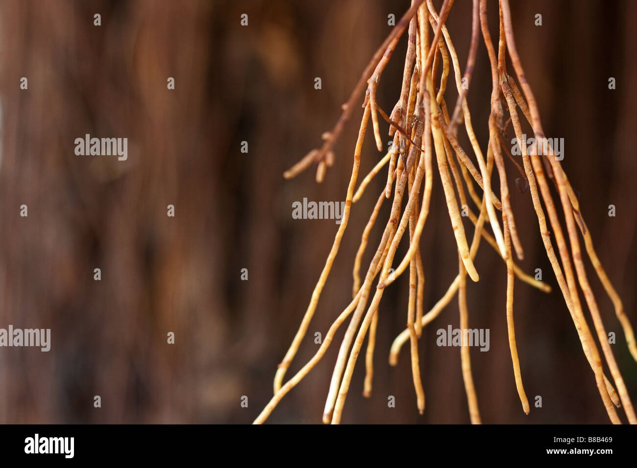 Close up of the aerial roots of Ficus Elastica Stock Photo - Alamy