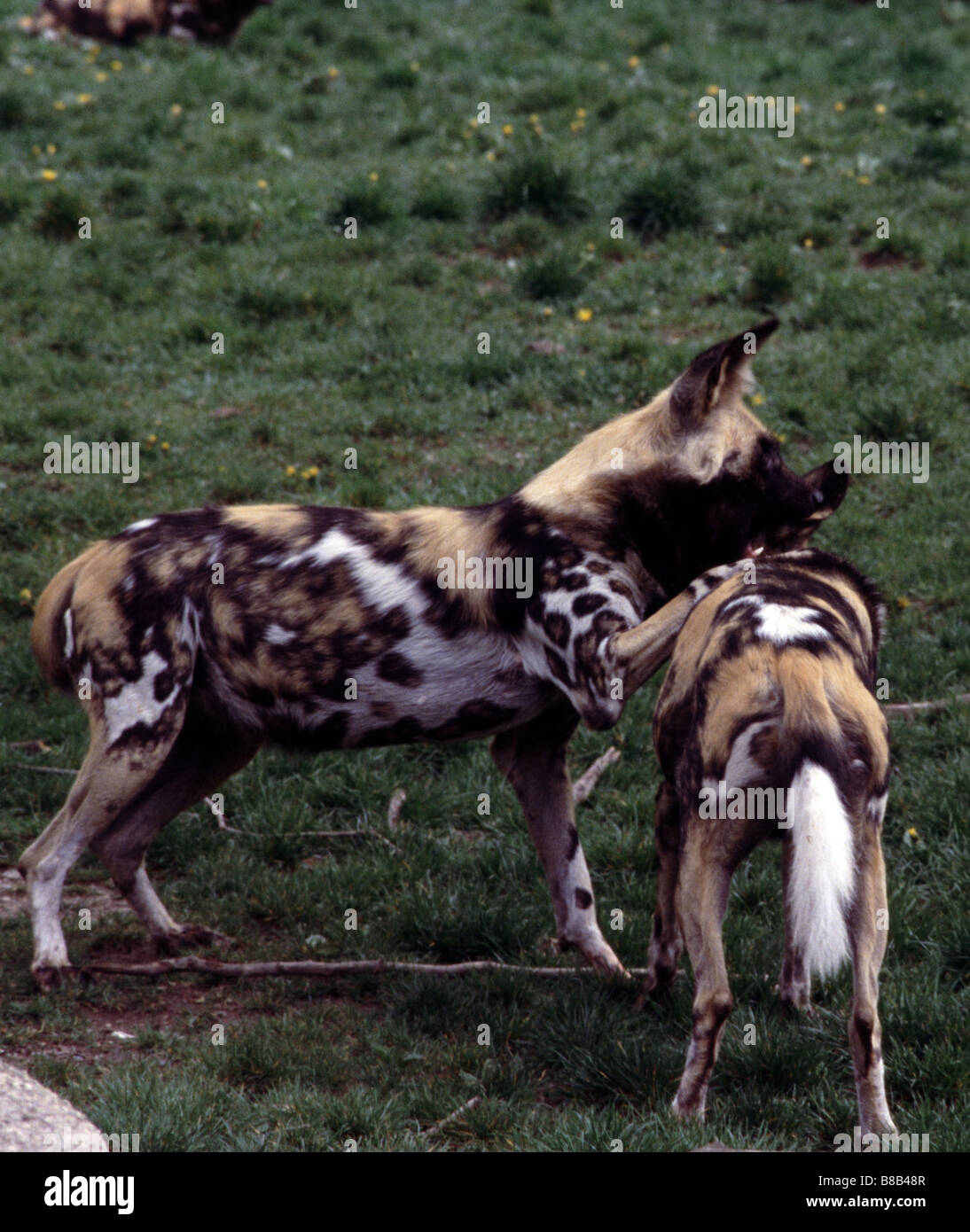 Painted dog, Lycaon pictus Stock Photo - Alamy