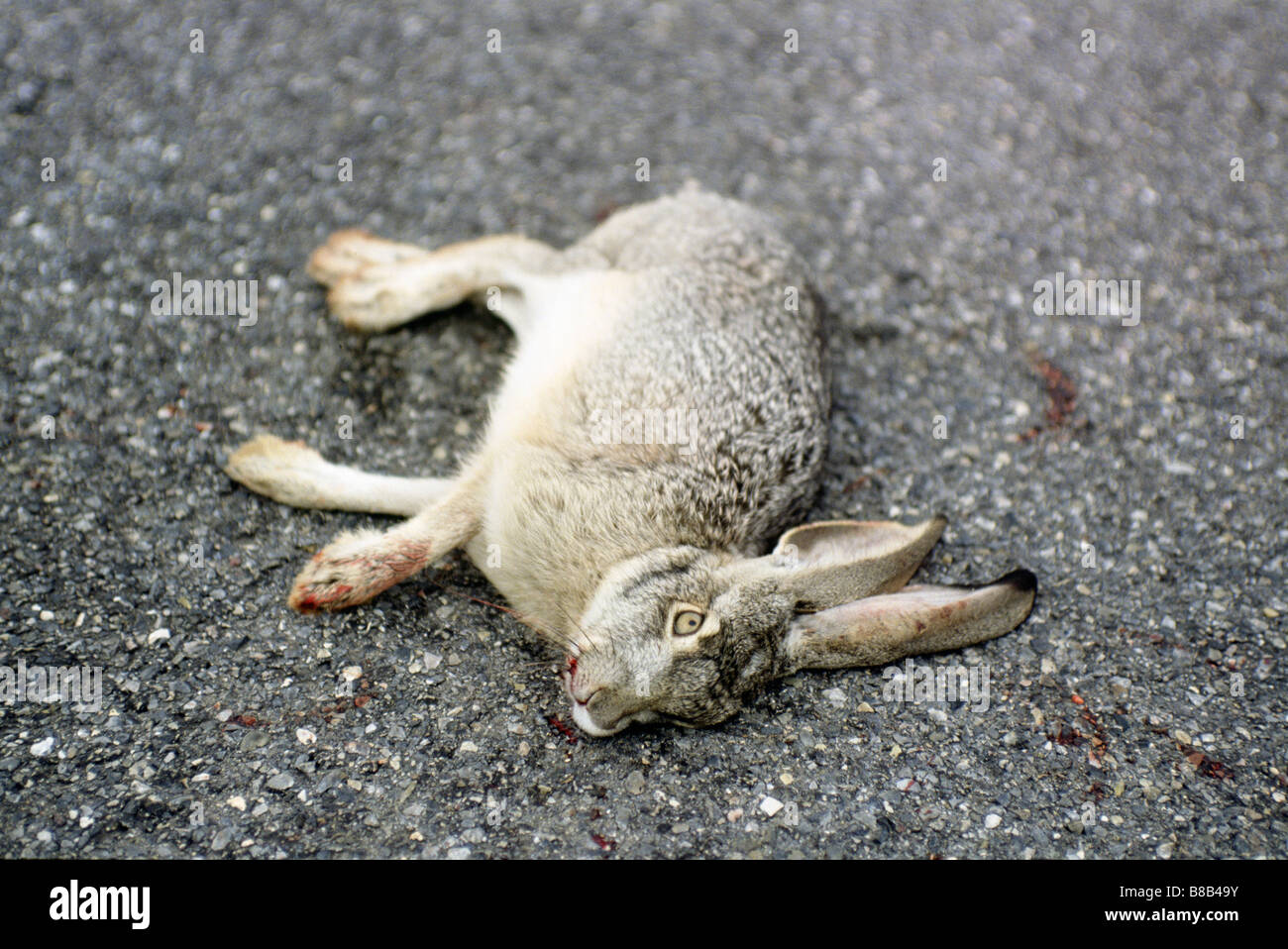 Jack Rabbit High Resolution Stock Photography and Images - Alamy