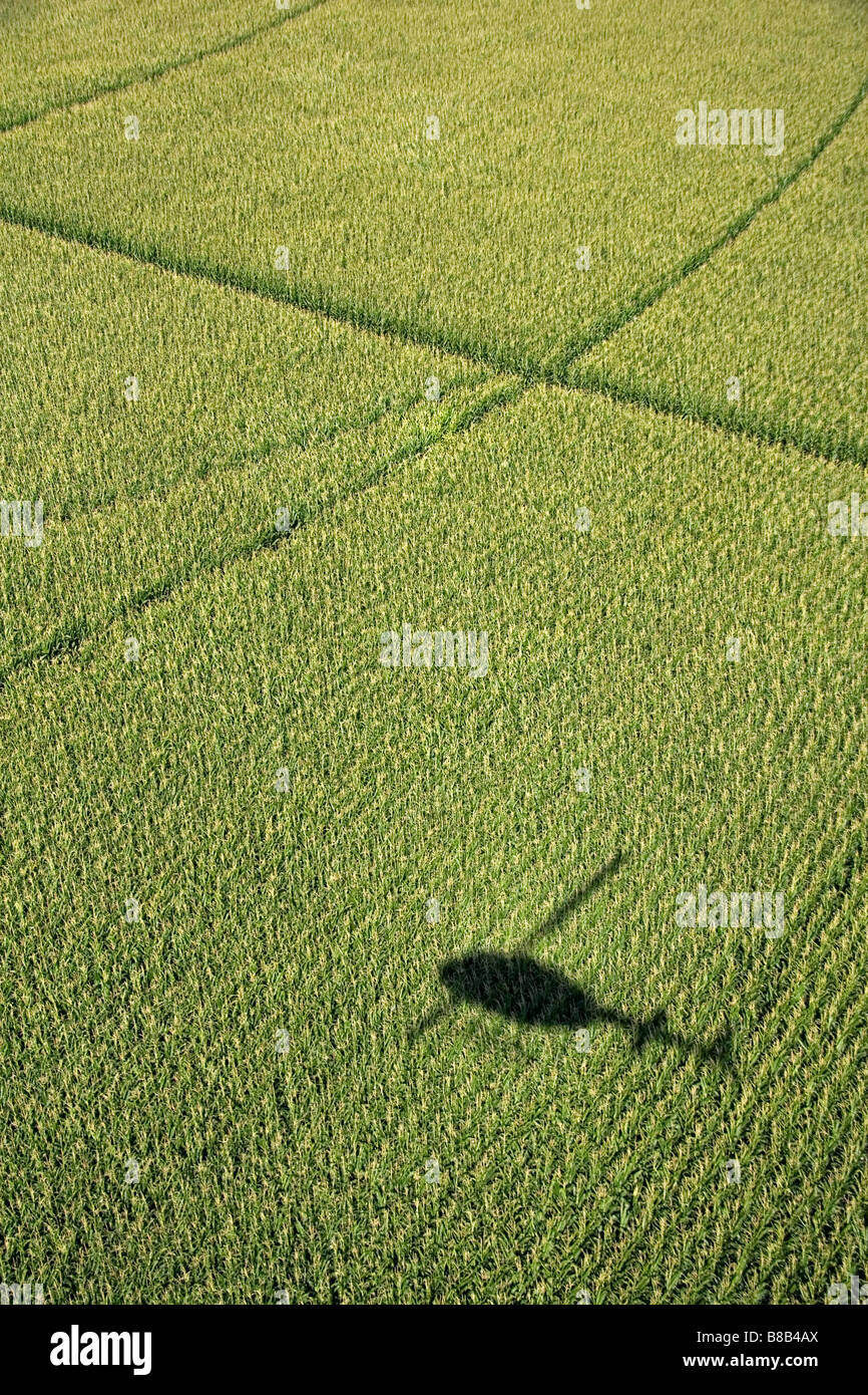 Aerial view of a field of corn with the shadow of a helicopter in ...