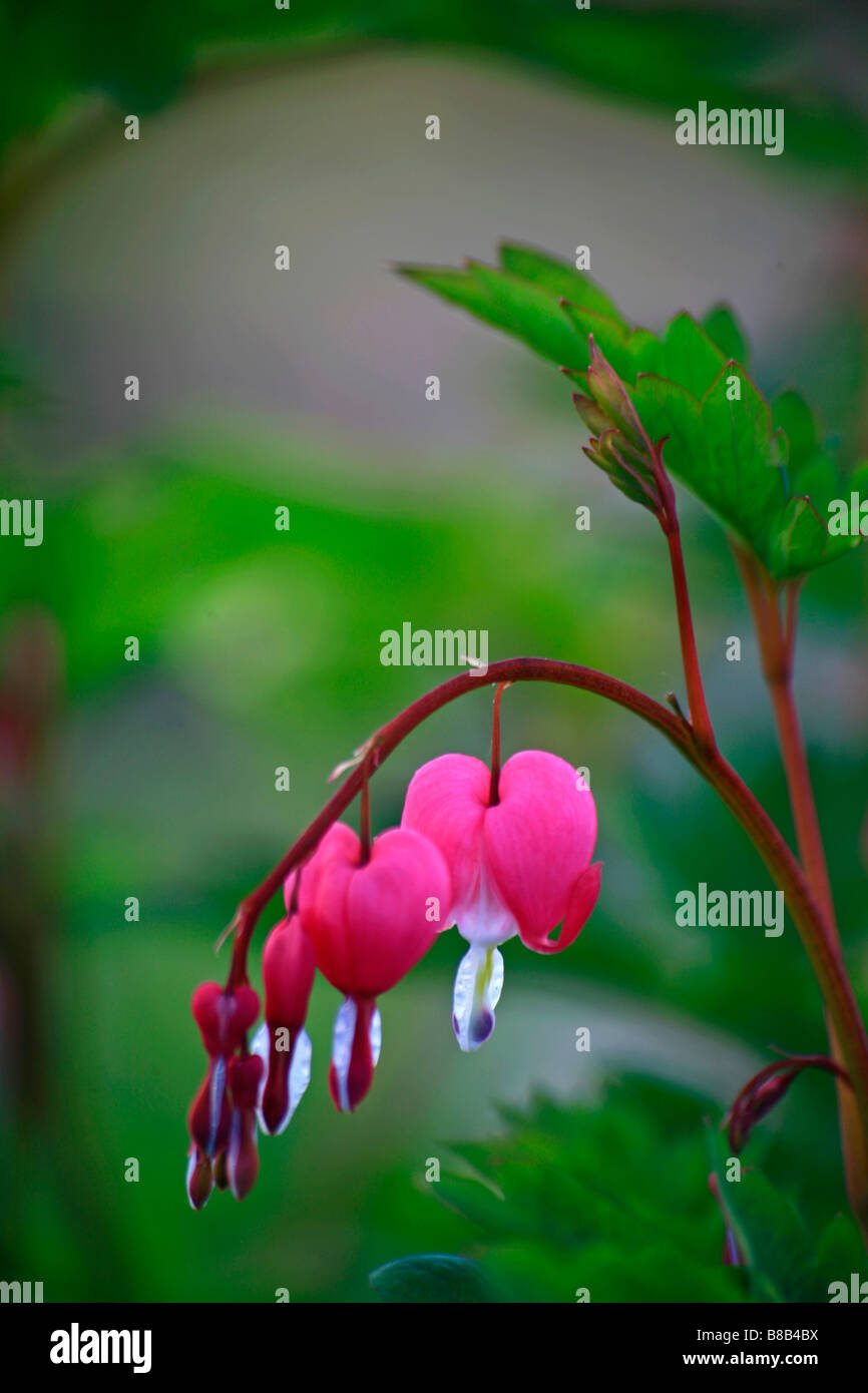 Japanese Bleeding Heart Flower Stock Photo - Alamy