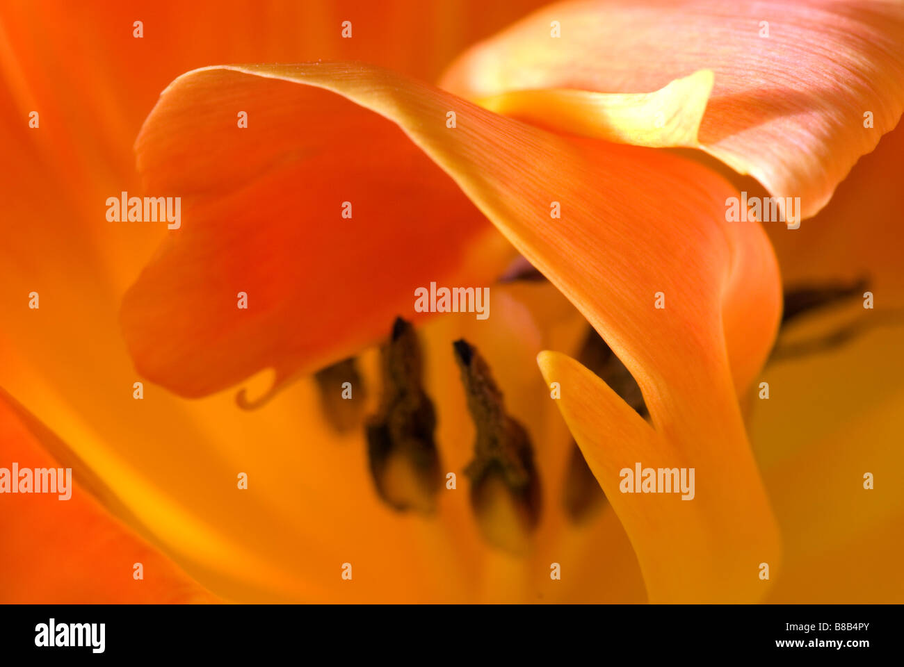 Flames of Tulip Petals Stock Photo - Alamy