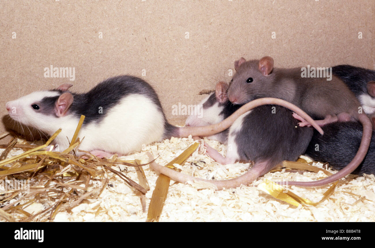 Laboratory rats, Rattus norvegicus Stock Photo - Alamy