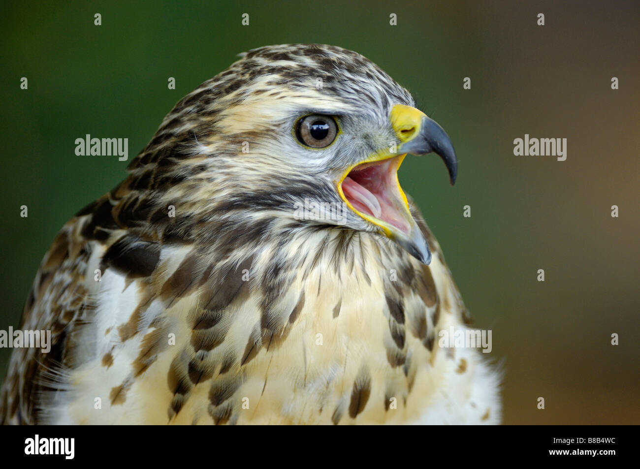 Buzzard portrait format hi-res stock photography and images - Alamy