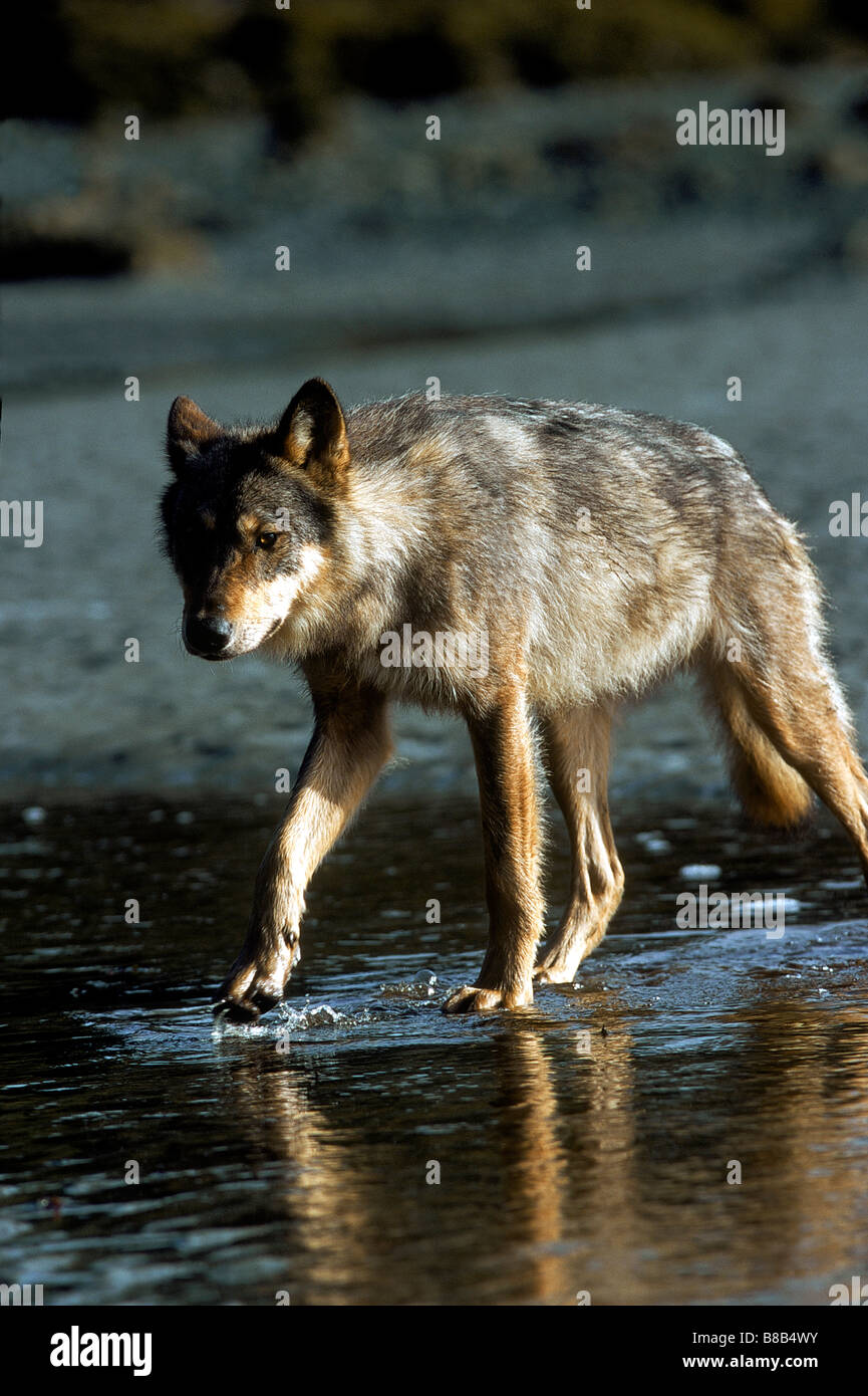 Gray Wolf (Canis lupus Crassodon), Clayoquot Sound Vancouver Island ...