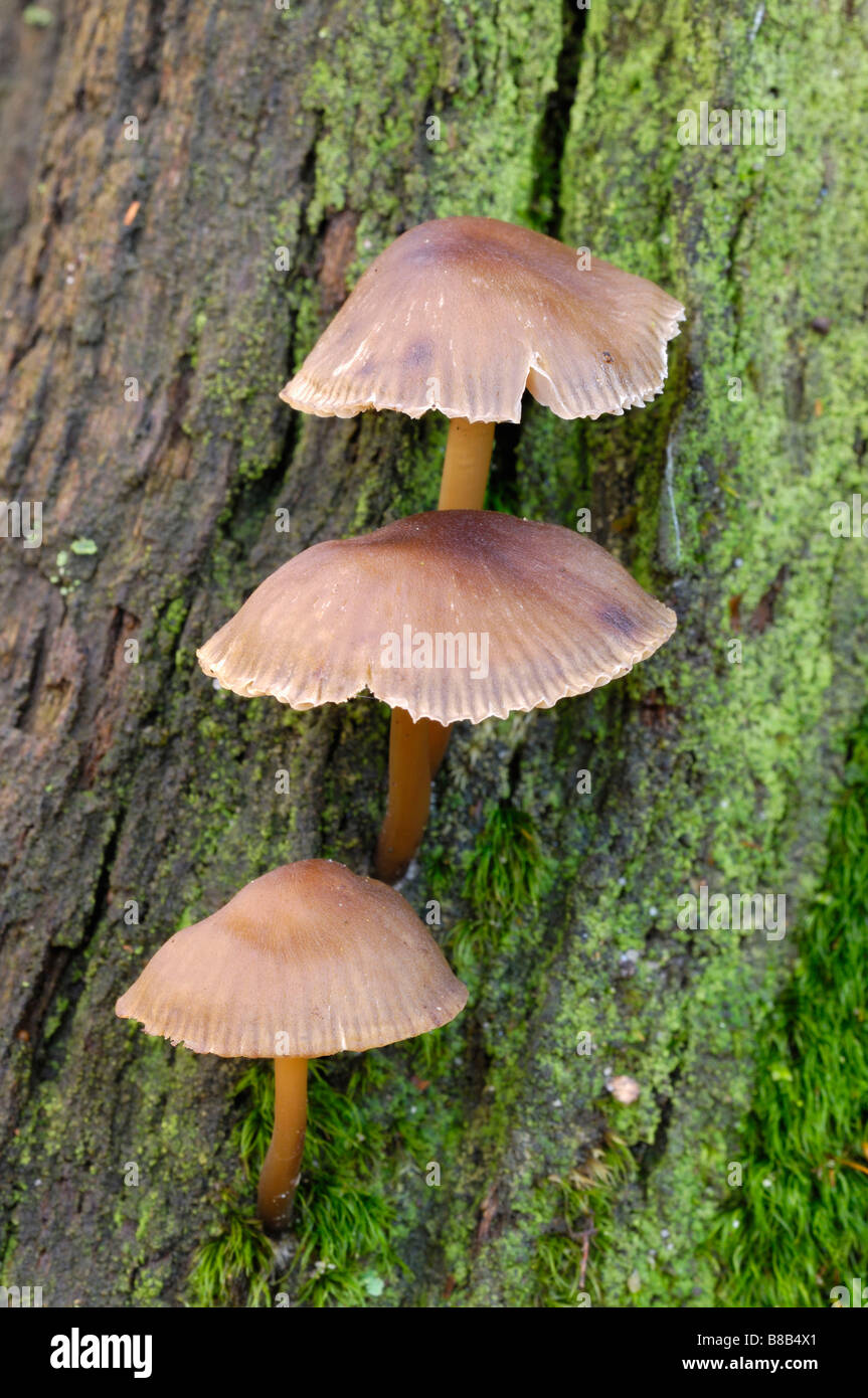 Fairies bonnets coprinus disseminatus hi-res stock photography and ...