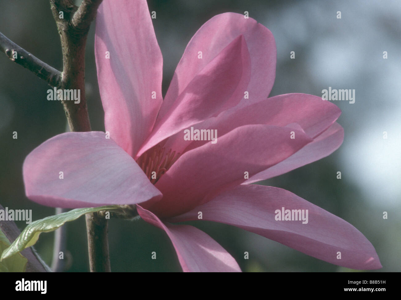 Magnollia hi-res stock photography and images - Alamy