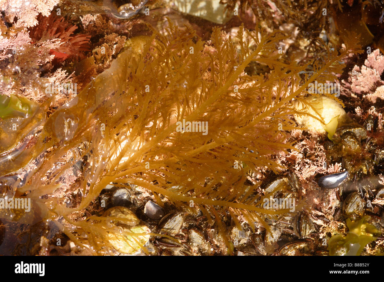 A brown seaweed Desmarestia ligulata in a rockpool UK Stock Photo - Alamy
