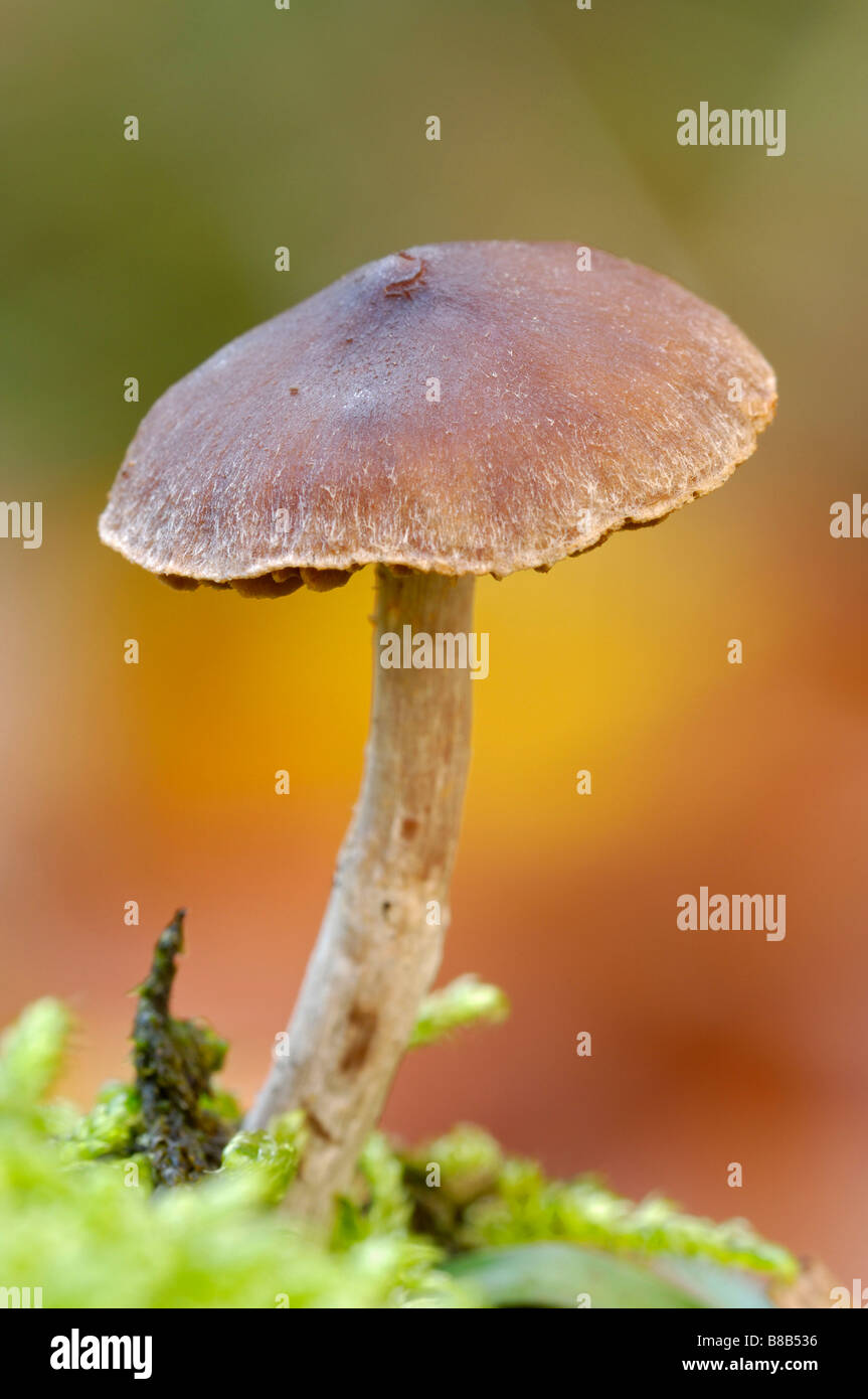 Fairies ink cap hi-res stock photography and images - Alamy