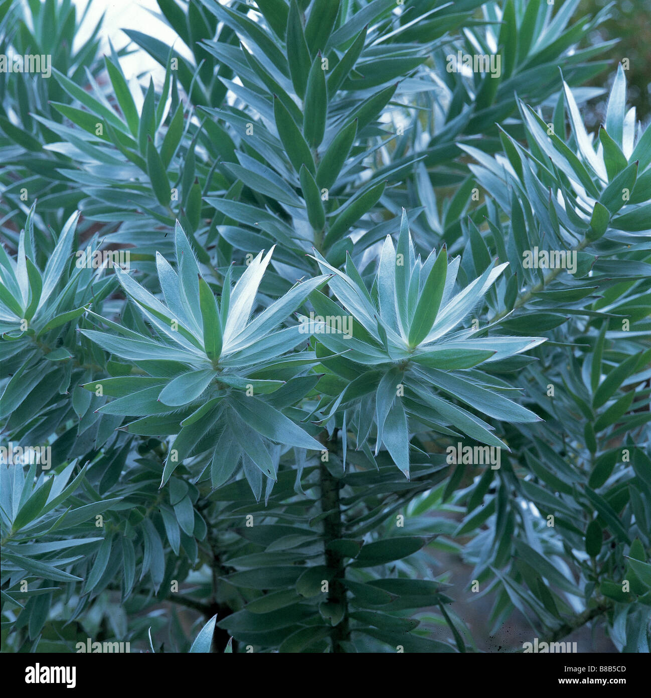 Leucadendron argenteum hi-res stock photography and images - Alamy