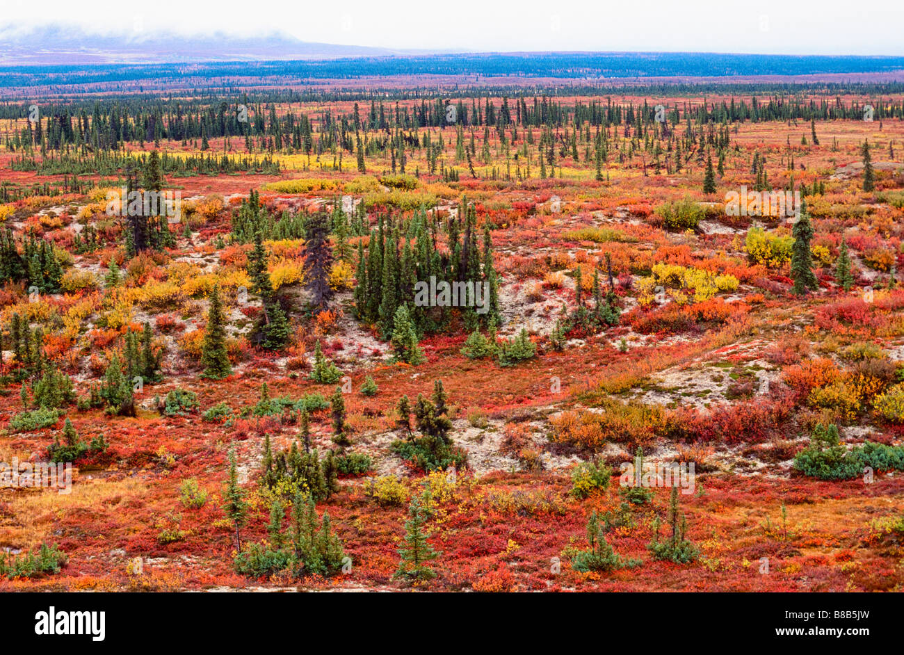 Tundras hi-res stock photography and images - Alamy