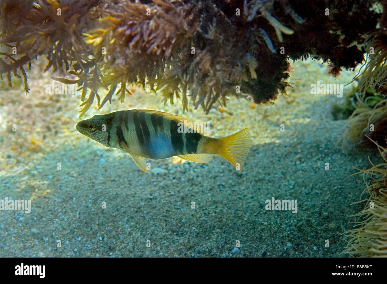 Painted comber hi-res stock photography and images - Alamy