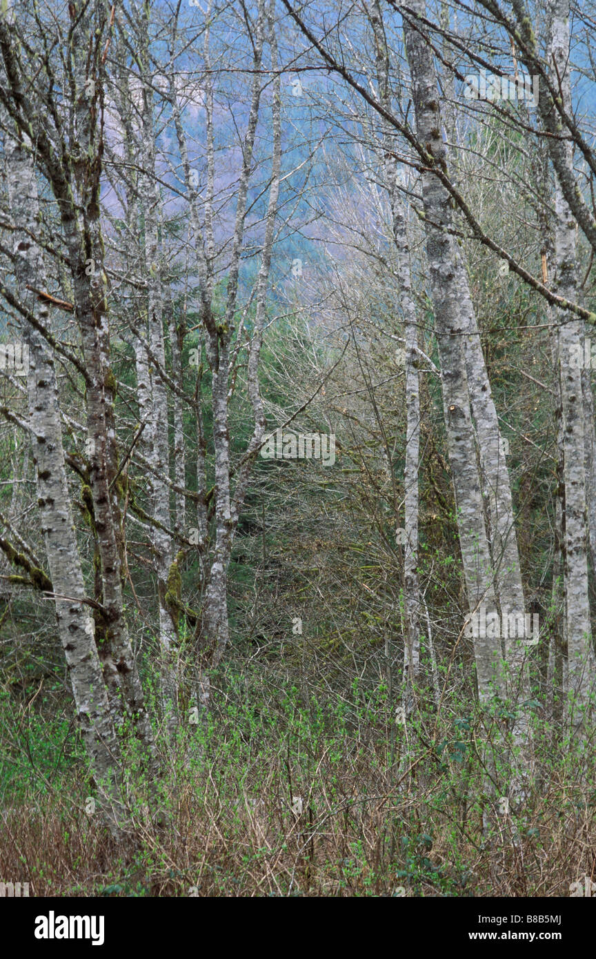 Grandy Lake Alder Woods Stock Photo - Alamy