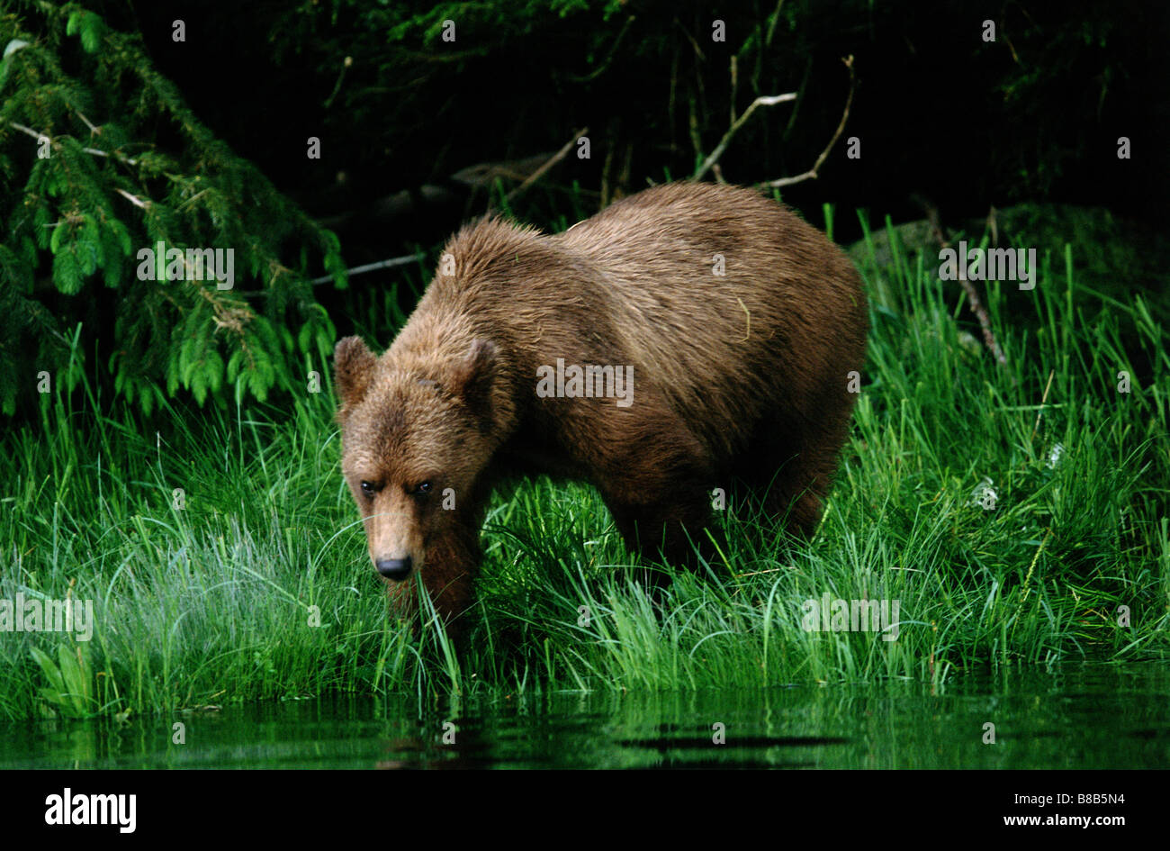 Grizzly Bear (Ursus arctos horribilis), Great Bear Rainforest, British ...