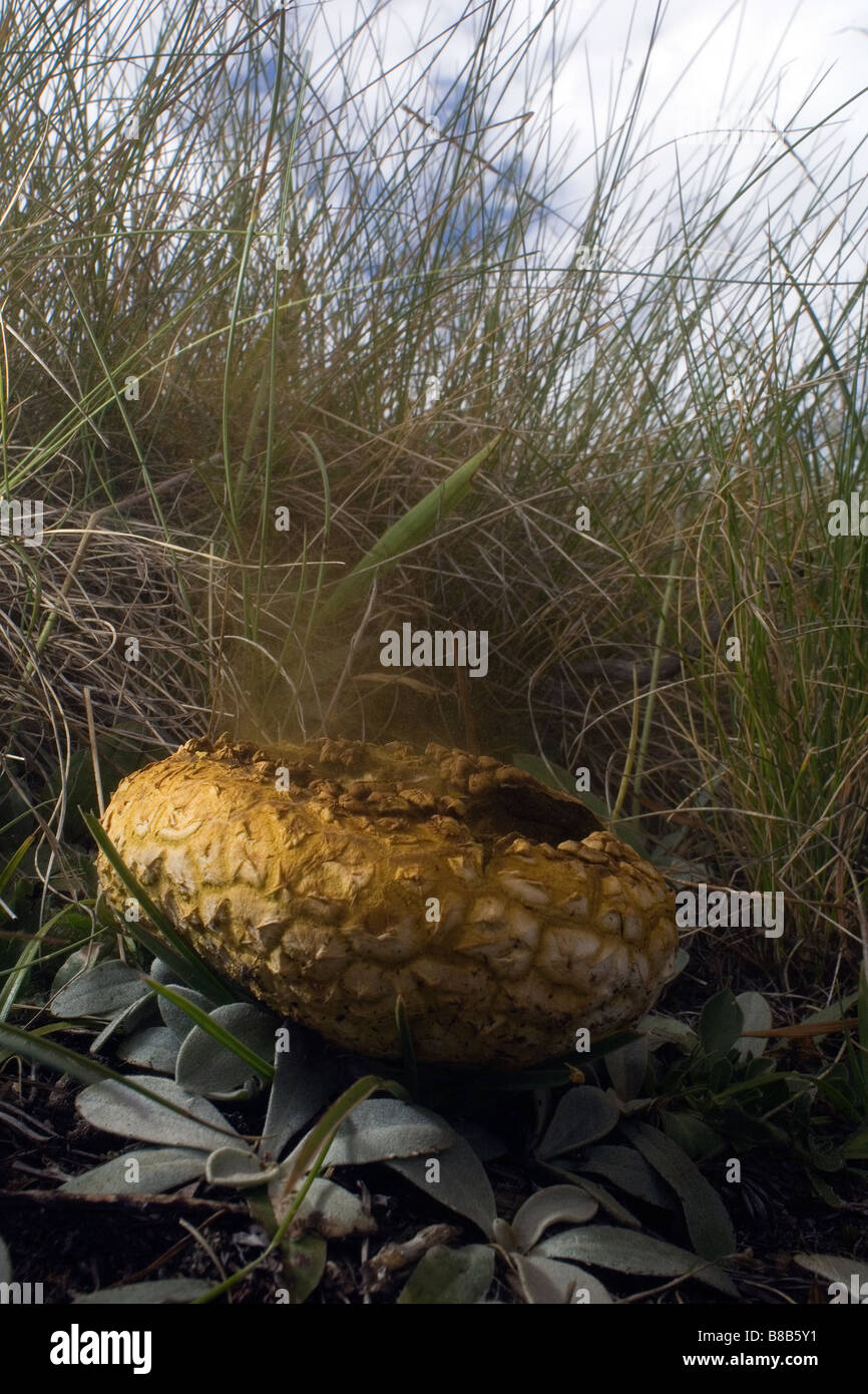 vescia fungo rilascio spore fungi vento wind parco nazionale Gran ...